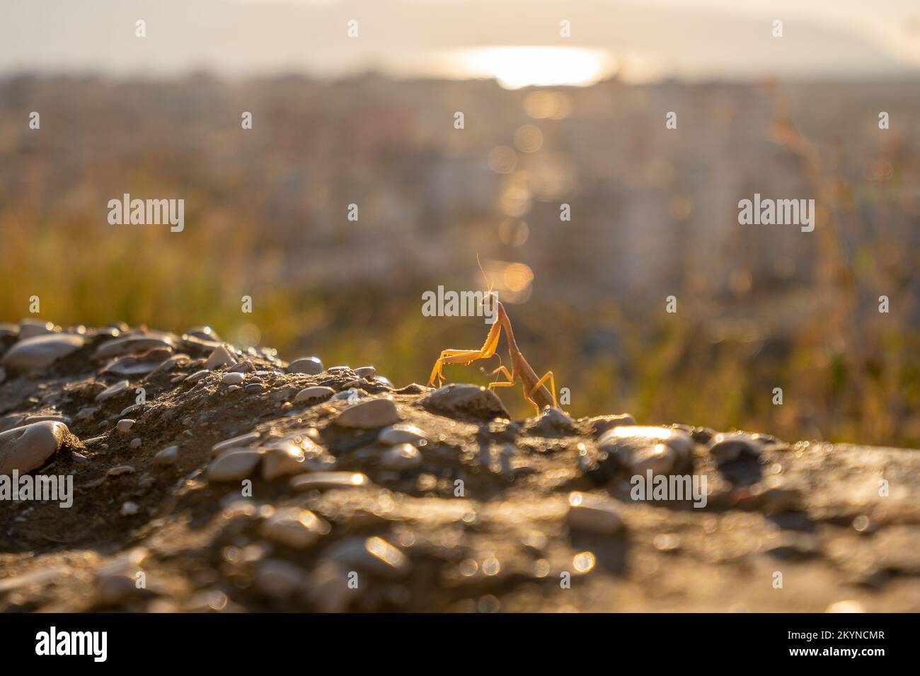 Female European Mantis or Praying Mantis, Mantis Religiosa. Green ...