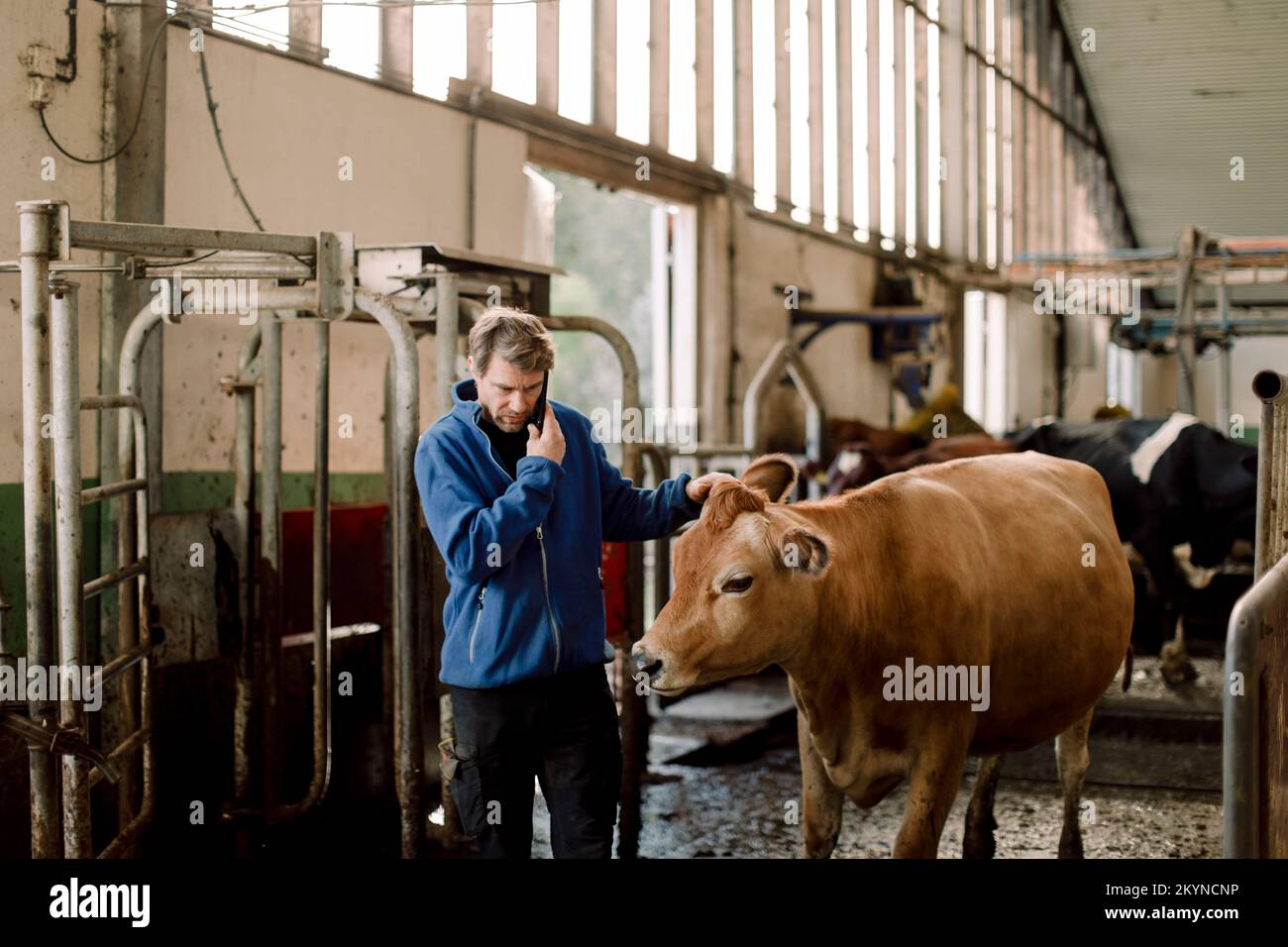 Farmer talking on smart phone standing by cow at dairy farm Stock Photo - Alamy