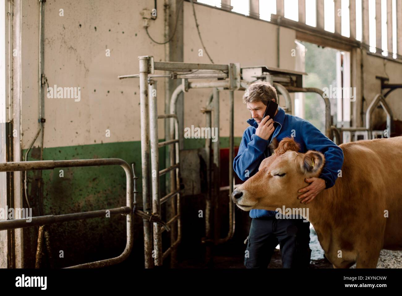 Farmer touching cow hi-res stock photography and images - Alamy