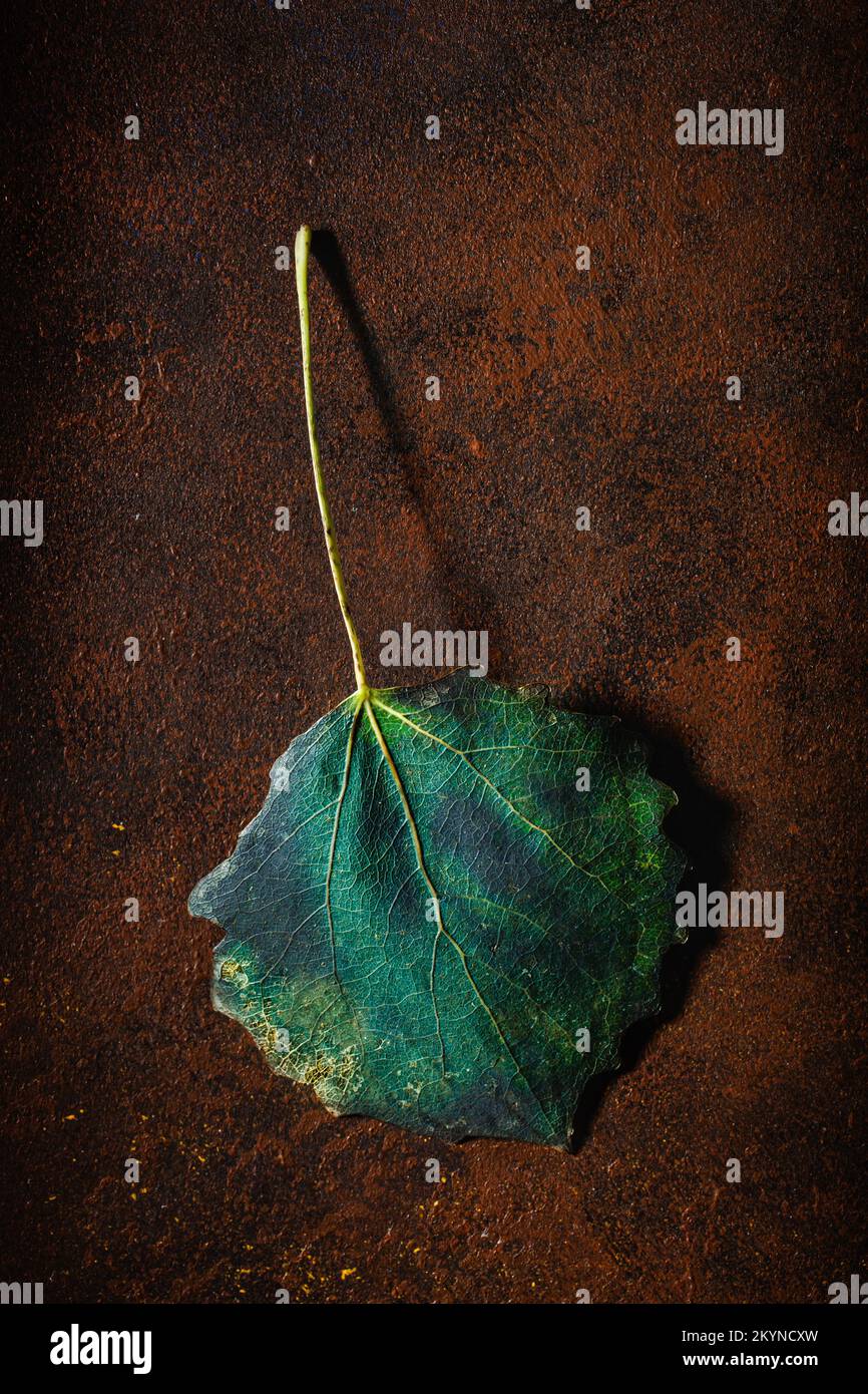 dark moody faded green autumn leaf background, fall decay Stock Photo ...