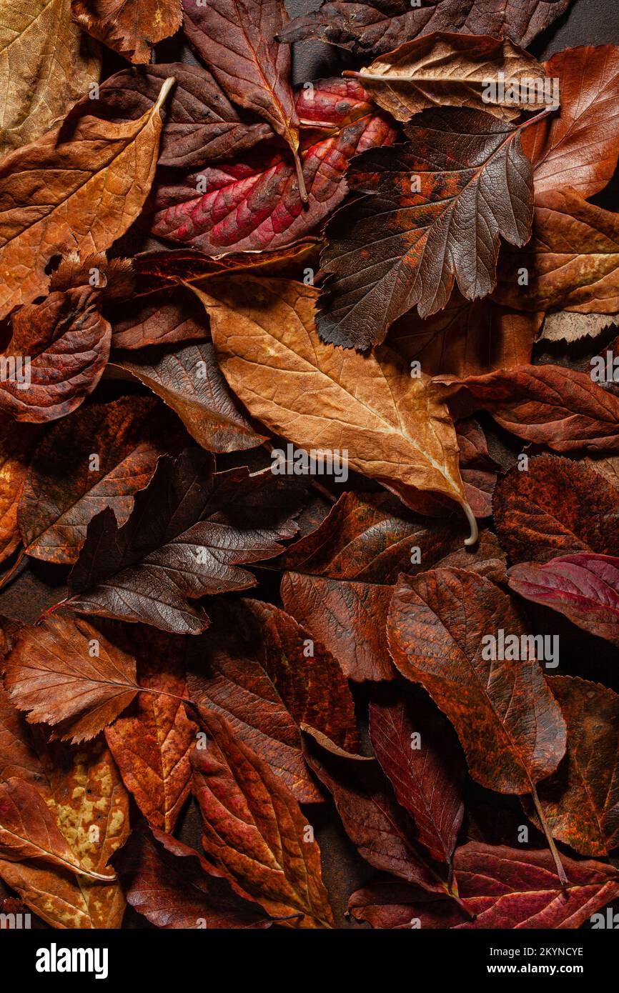dark moody faded brown autumn leaf background, fall decay Stock Photo ...