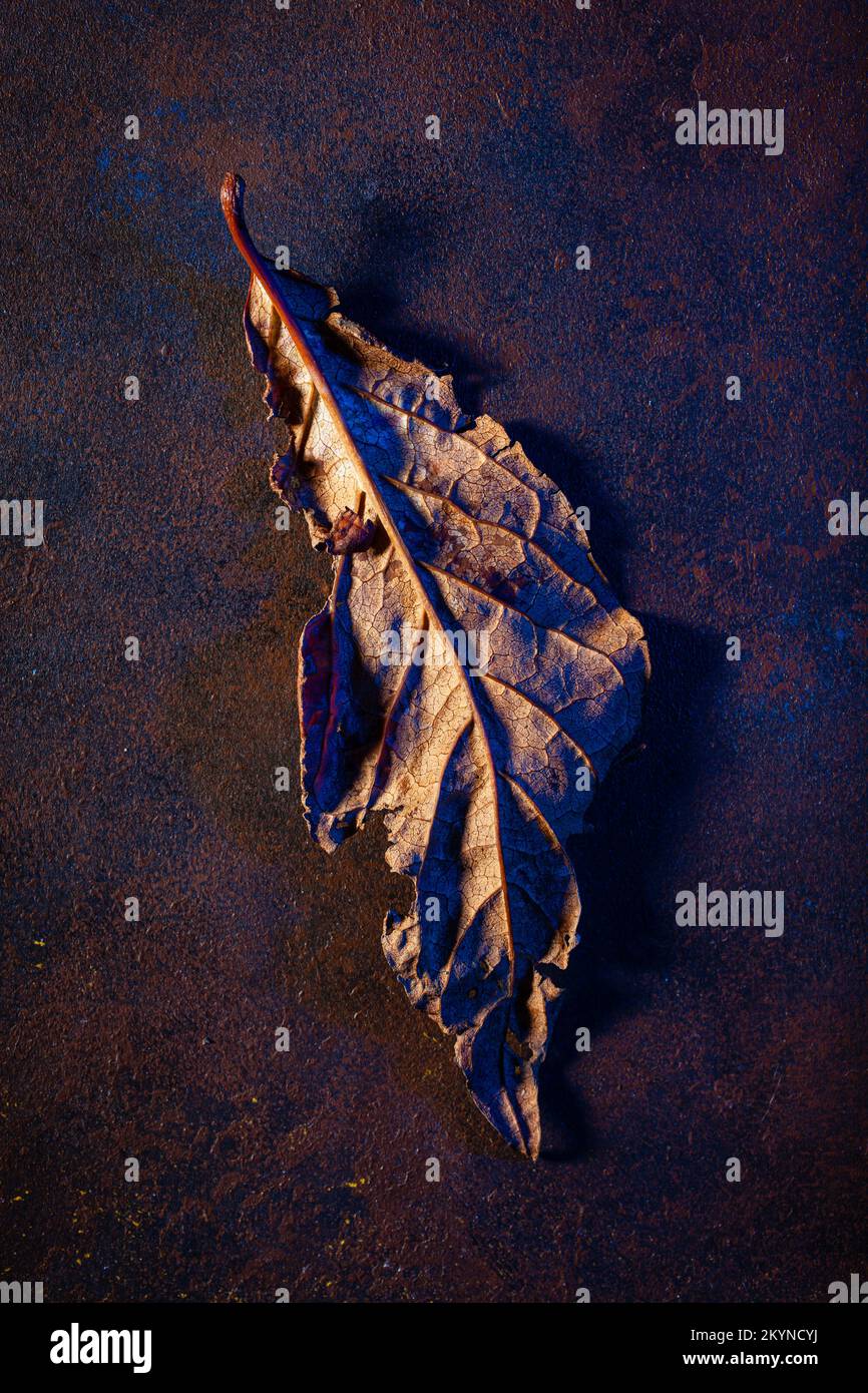 dark moody faded brown and blue autumn leaf background, fall decay ...