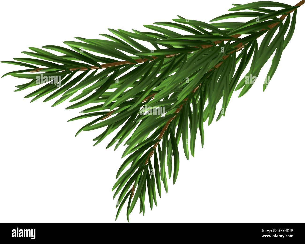 Christmas fir tree branch. Christmas tree branch on a white background ...