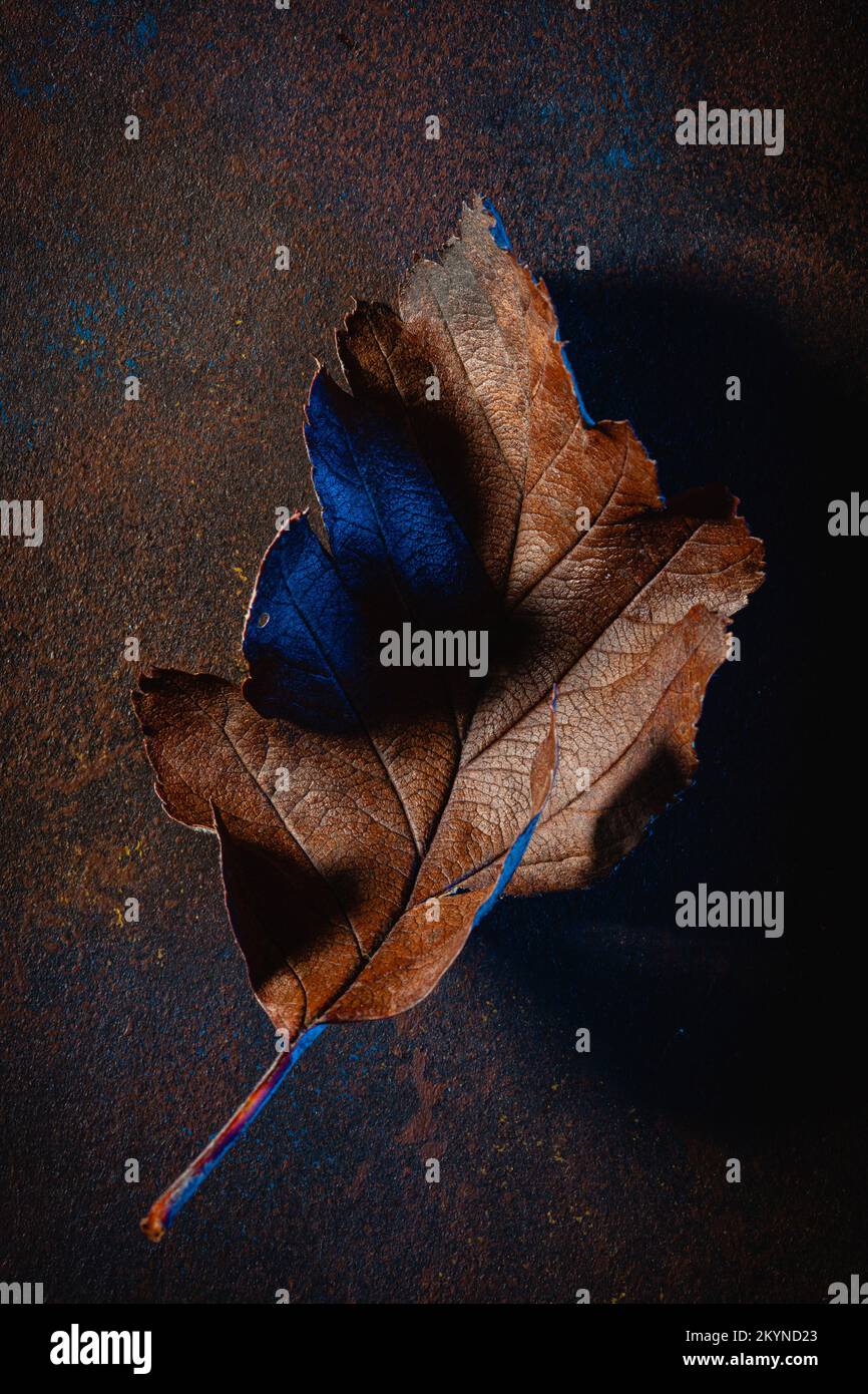Leaf decay backdrop hi-res stock photography and images - Alamy