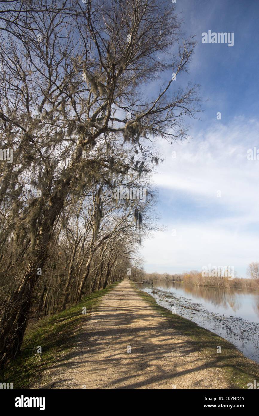Scenes from Brazos Bend State Park in Texas Stock Photo - Alamy