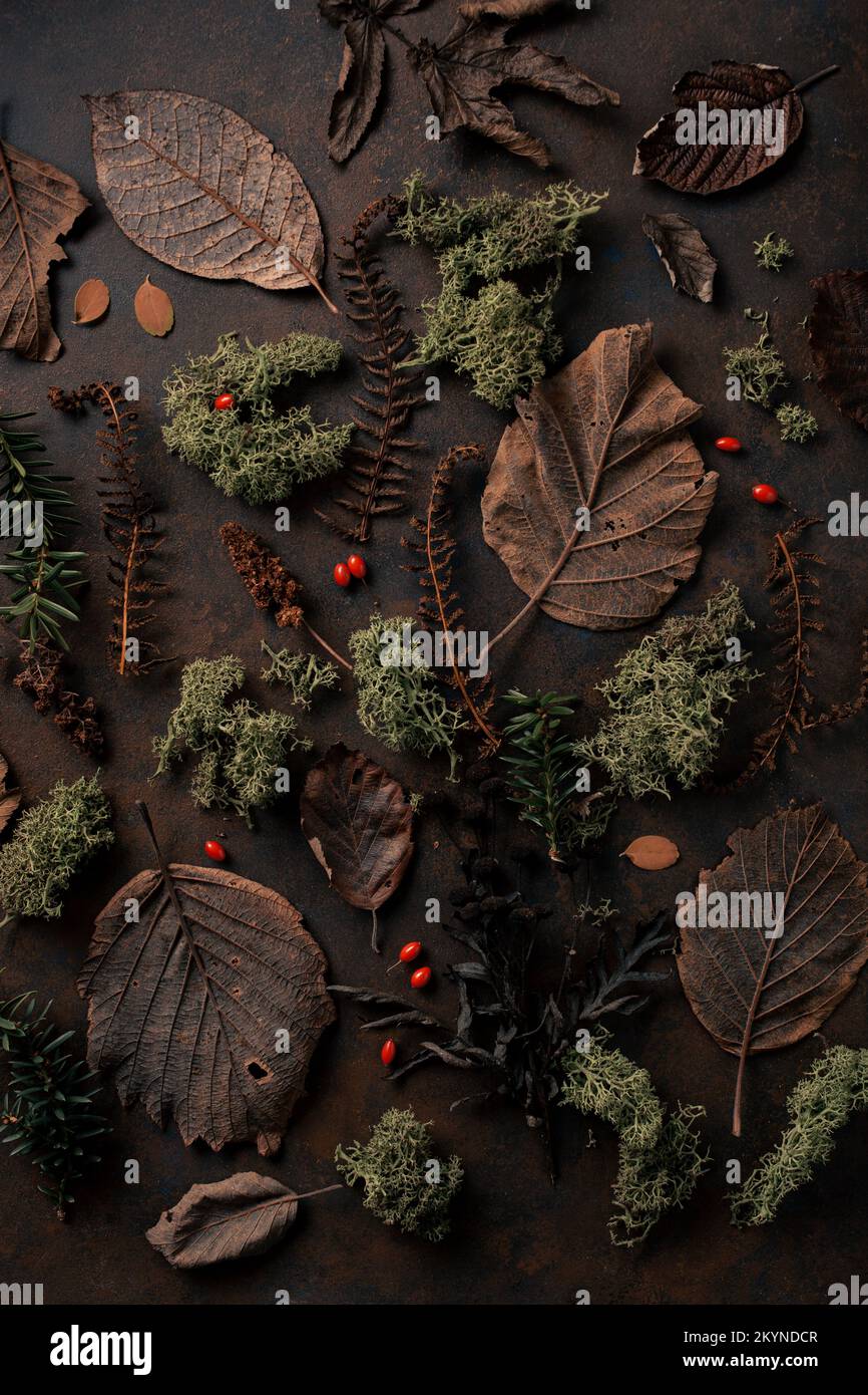 dark moody faded autumn leaf and moss background, brown fall plants ...
