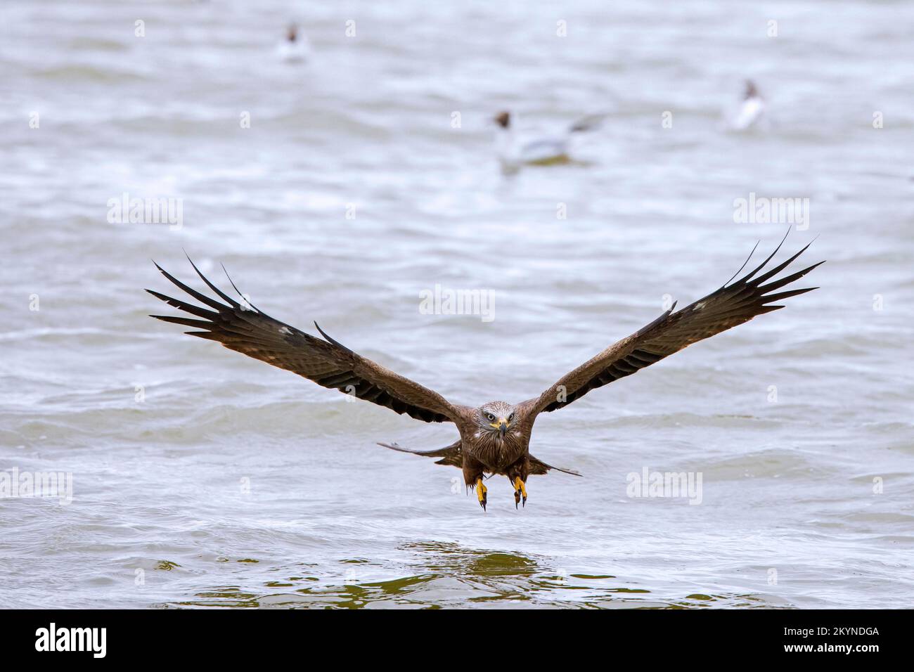 Black kite (Milvus migrans) in flight swooping down to catch fish from ...