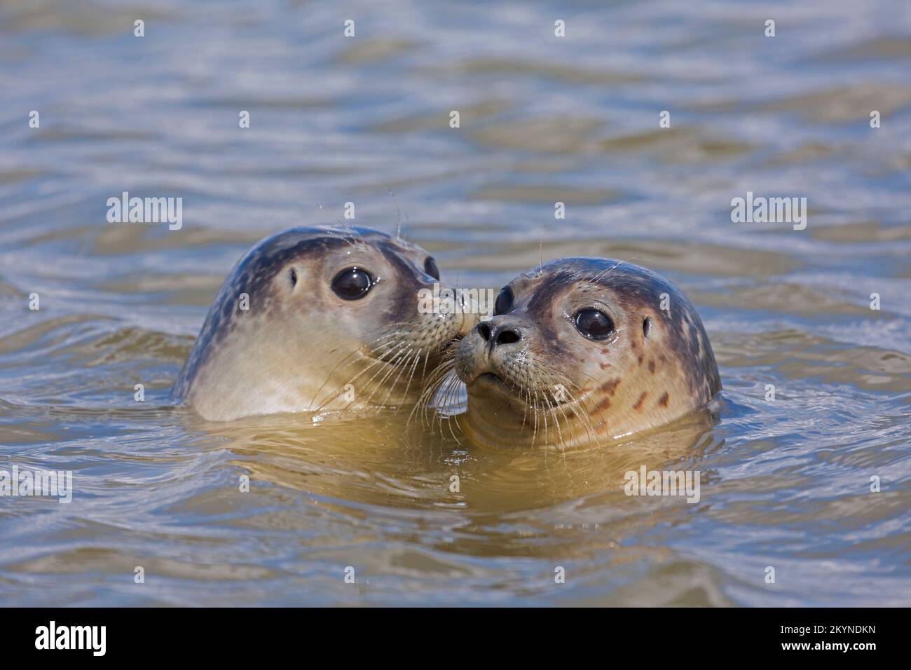 Two young common seals / harbour seals (Phoca vitulina) close-up of ...