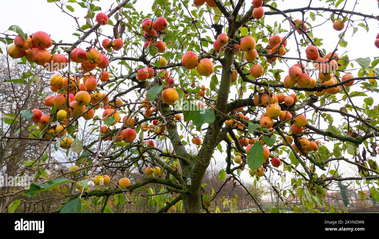 Organic appetizing ripe red appleson an orchard apple tree Stock Photo ...