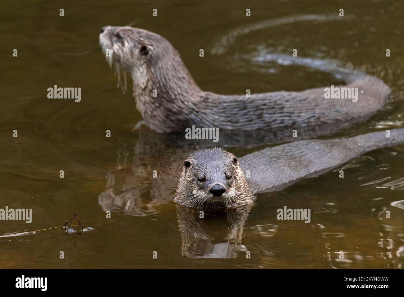 Eurasian otter / two European river otters (Lutra lutra) pair swimming ...
