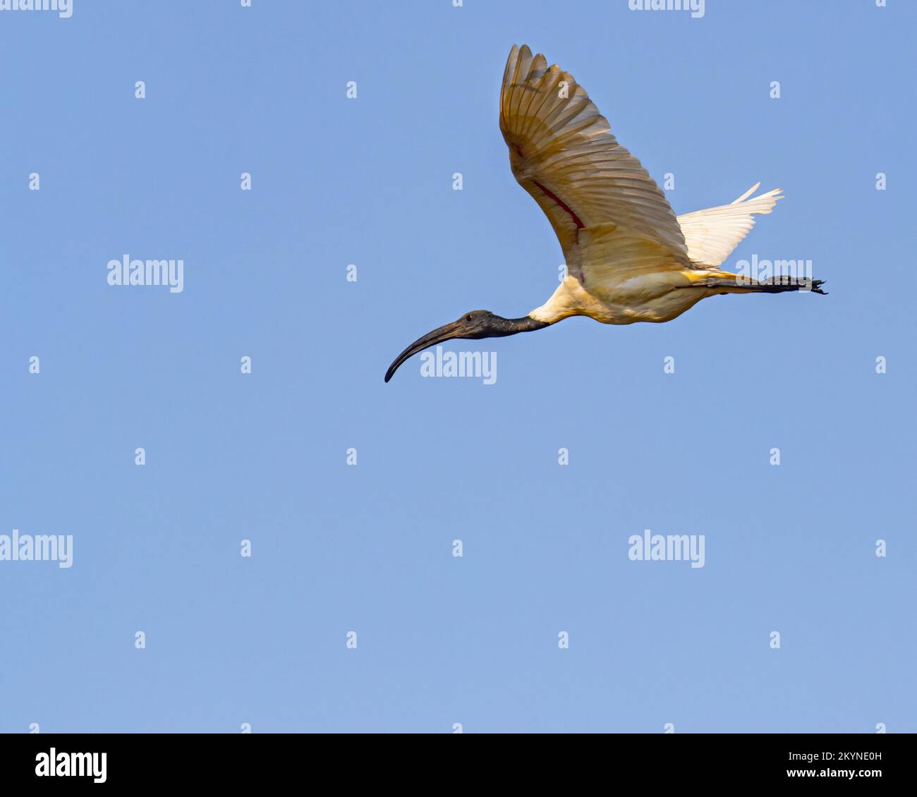 A Black headed Ibis in V shape wing flight in sky Stock Photo - Alamy