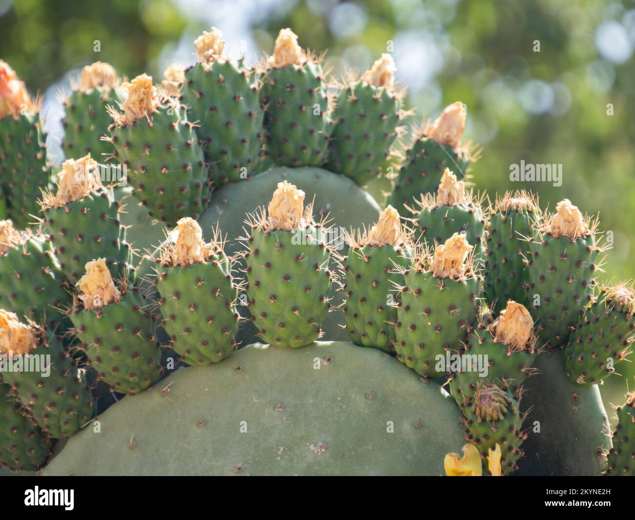 Fruits and flowers of fig opuntia (prickly pear, ficus-indica, indian ...