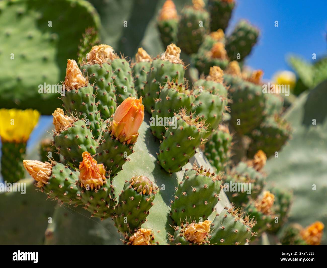 Fruits and flowers of fig opuntia (prickly pear, ficus-indica, indian ...