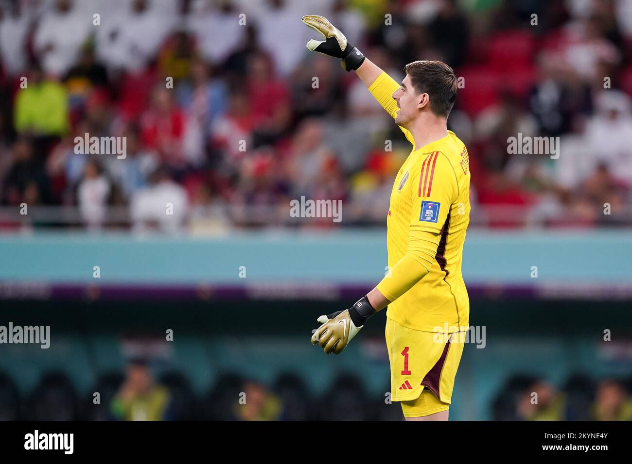 DOHA, QATAR - DECEMBER 1: Player of Belgium Thibaut Courtois during the ...