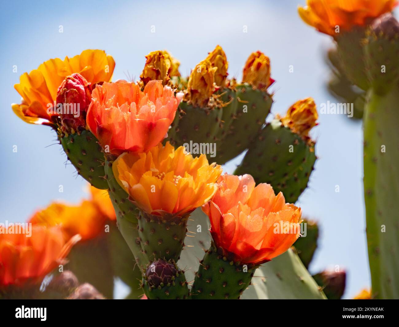 Fruits and flowers of fig opuntia (prickly pear, ficus-indica, indian ...