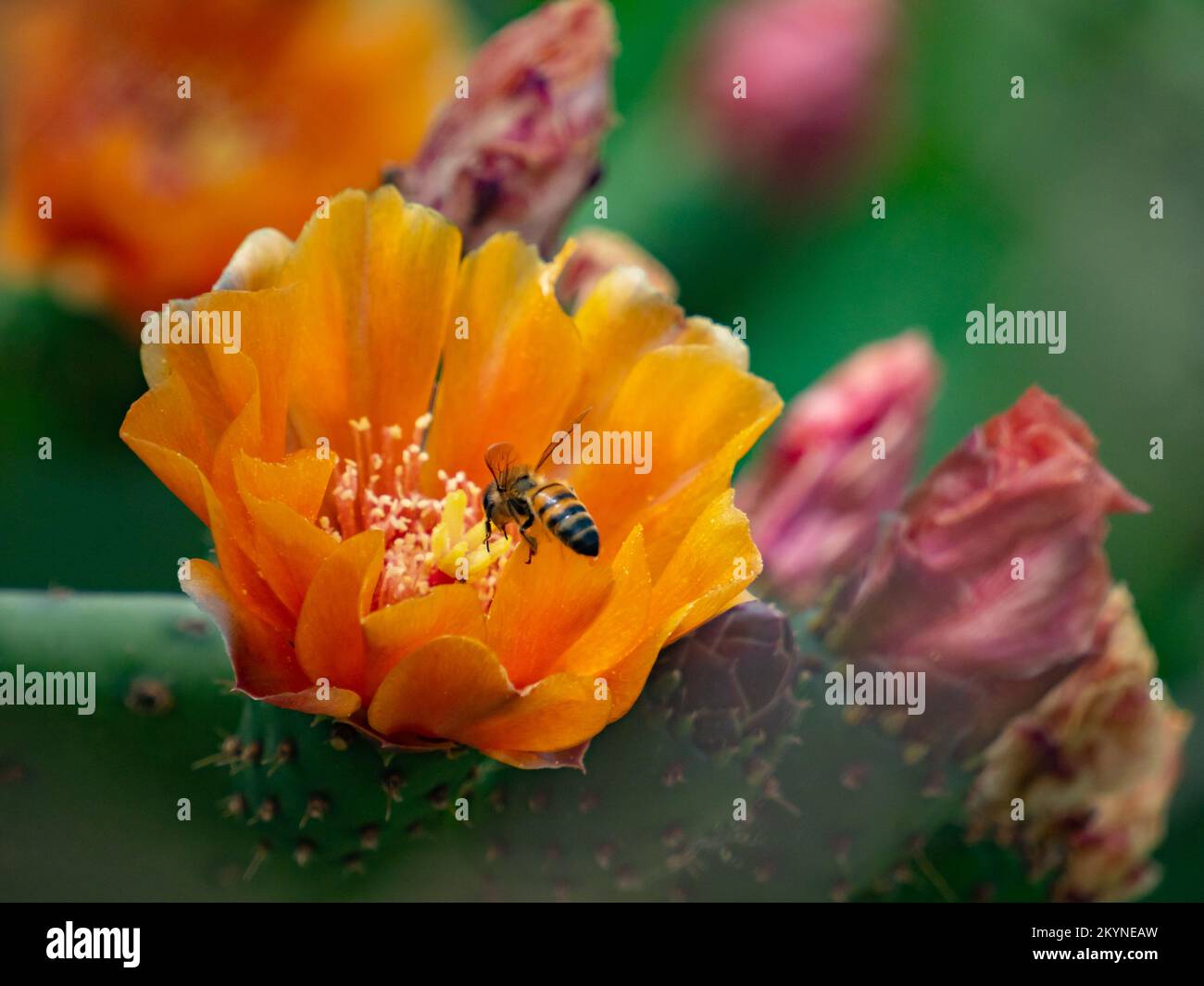 Fruits and flowers of fig opuntia (prickly pear, ficus-indica, indian ...
