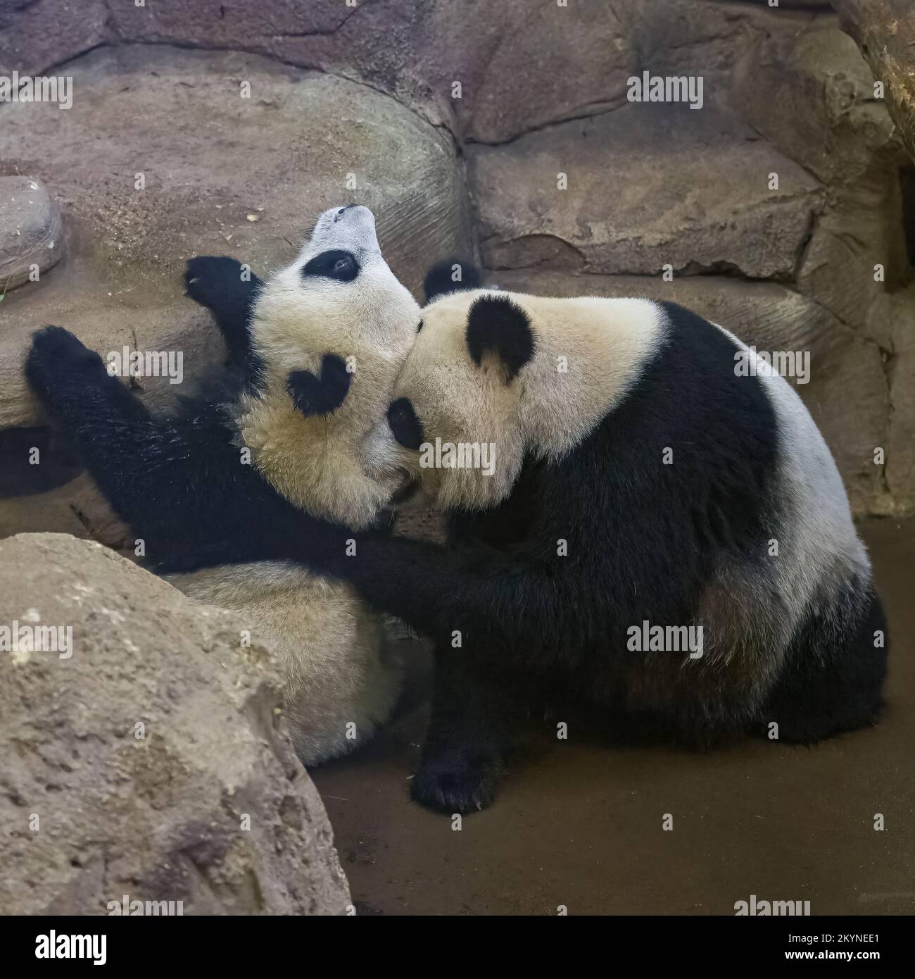 Giant pandas, two babies playing together Stock Photo - Alamy