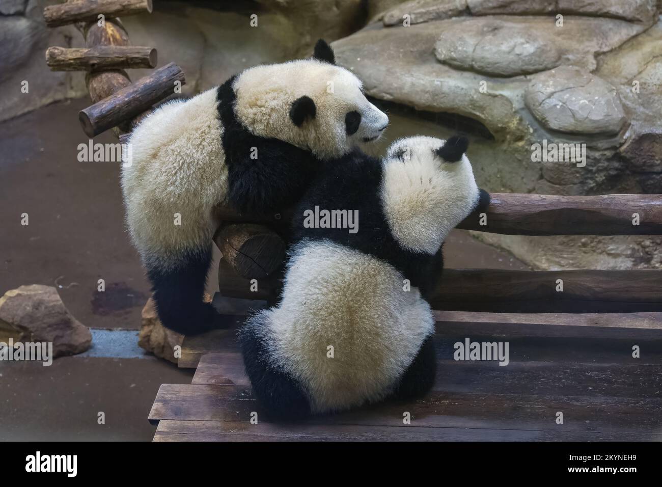 Giant pandas, two babies playing together Stock Photo - Alamy
