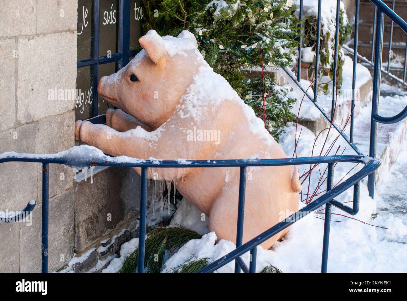 Pig at Cochon Dingue restaurant in Petit Champlain in Quebec City Stock ...