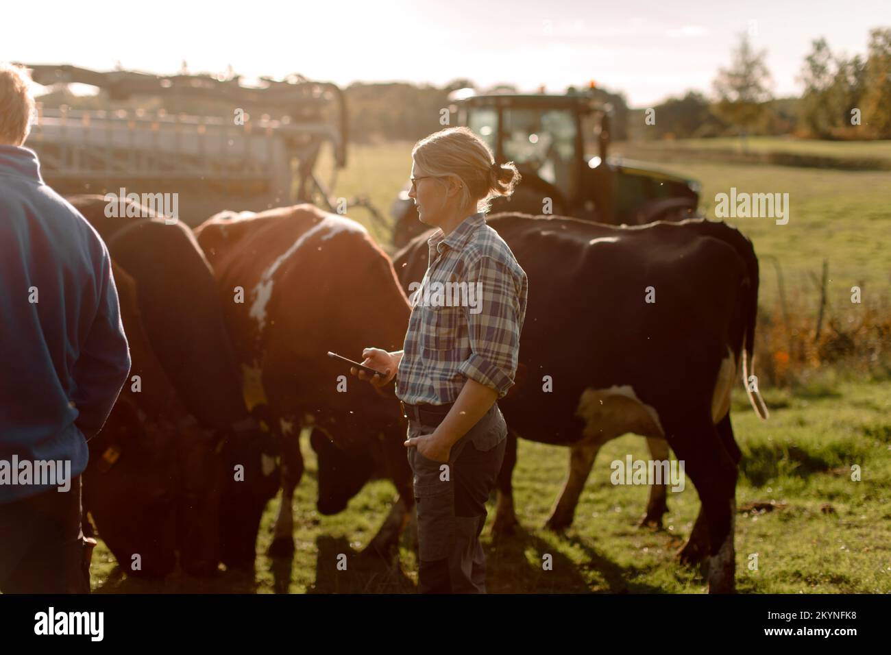 Farmers examining cows at farm on sunny day Stock Photo - Alamy