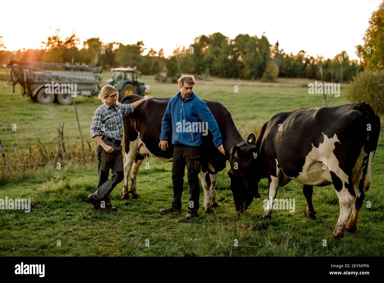 Mature farmers with cows grazing on field during sunset Stock Photo - Alamy