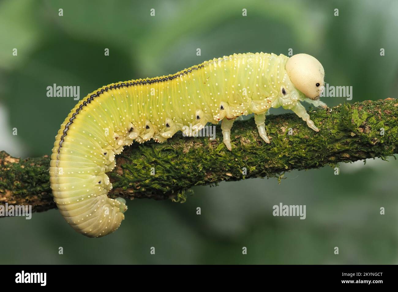 Cimbex femoratus Sawfly larva crawling on oak branch. Tipperary ...