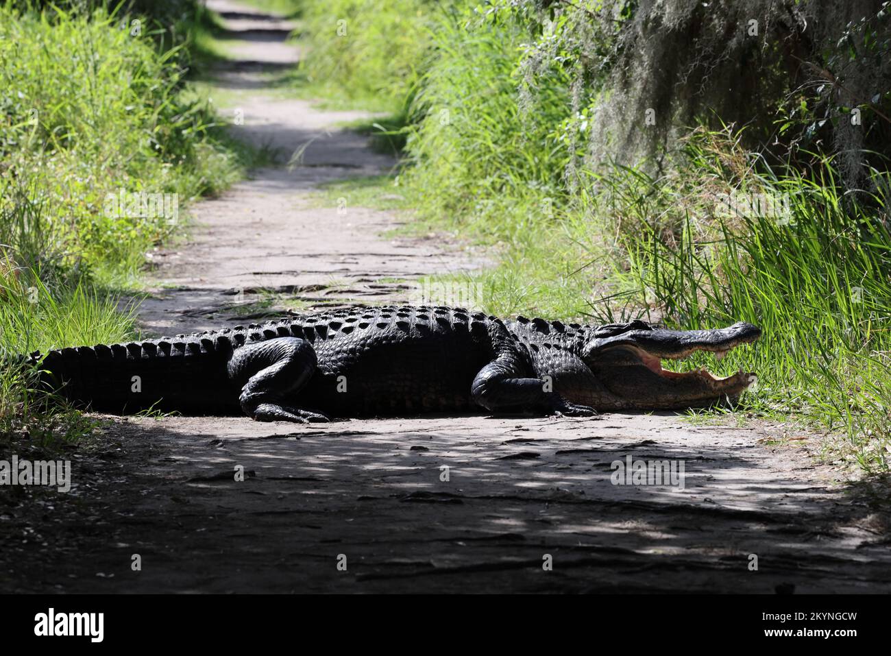 American Alligator Crossing Trail In Circle B Bar Reserve,Florida Stock ...