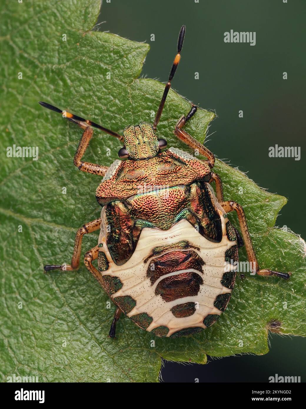 Dorsal view of bronze shieldbug hi-res stock photography and images - Alamy
