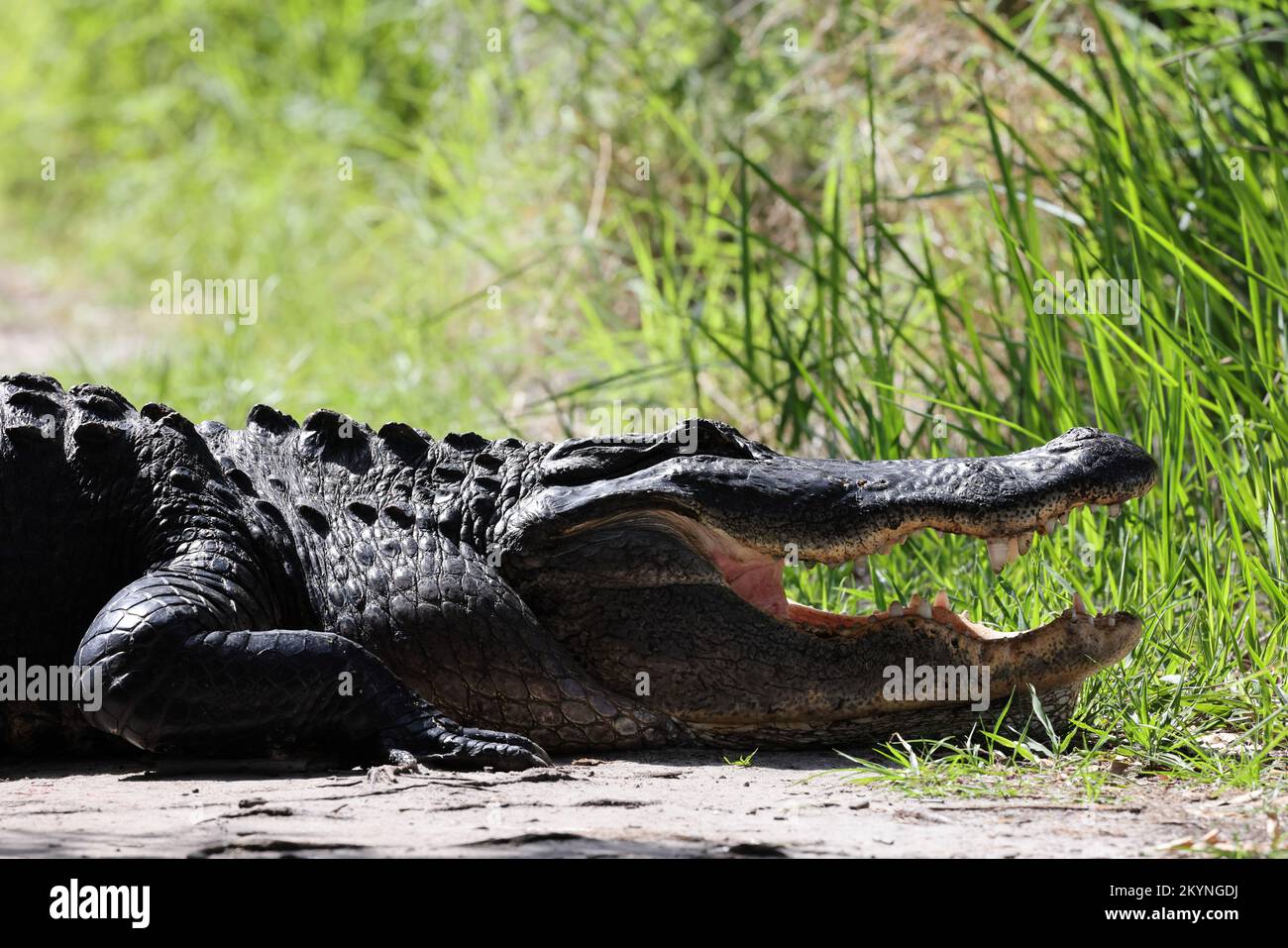 American Alligator Crossing Trail In Circle B Bar Reserve,Florida Stock ...