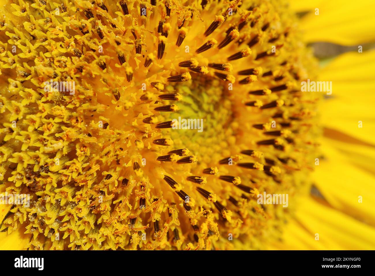 Closeup the Amazing Details of Sunflower's Disc Florets Stock Photo - Alamy