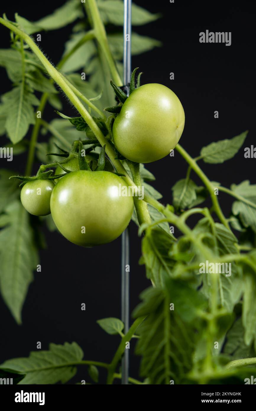 Growing tomatoes from seeds, step by step. Step 12 - lots of green ...