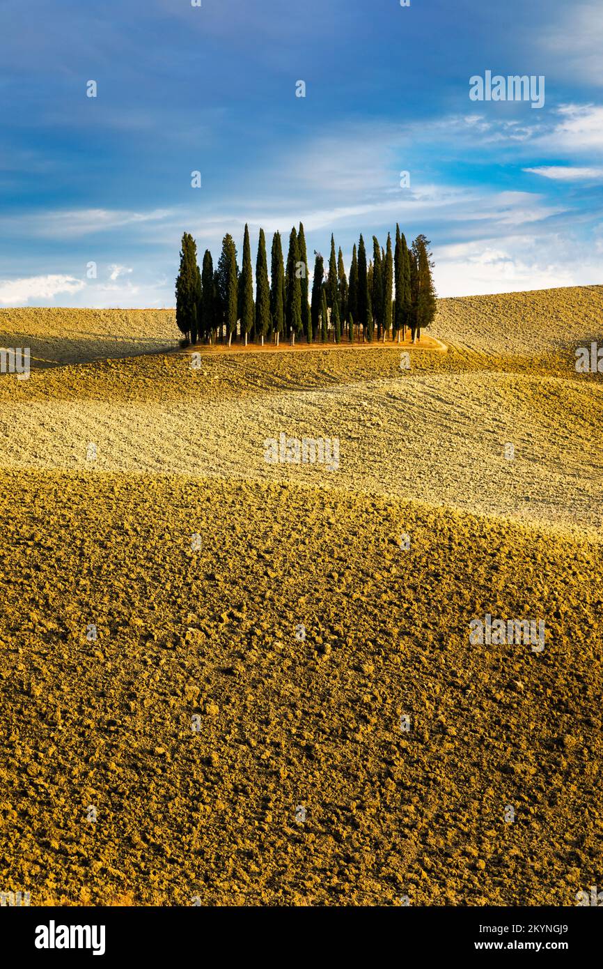 Cipressi Di San Quirico D'Orcia at golden hour with beautiful warm ...
