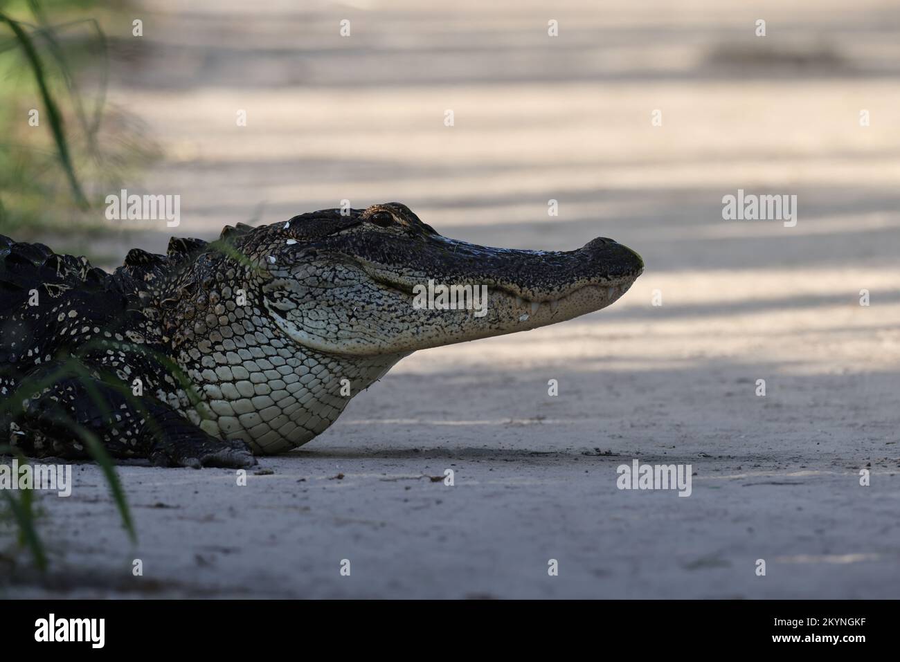American Alligator Crossing Trail In Circle B Bar Reserve,Florida Stock ...