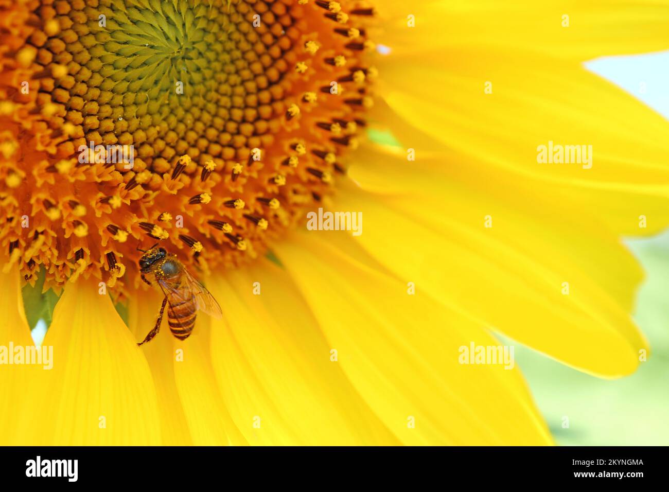 Closeup of partial full bloom Sunflower with a little bee collecting ...