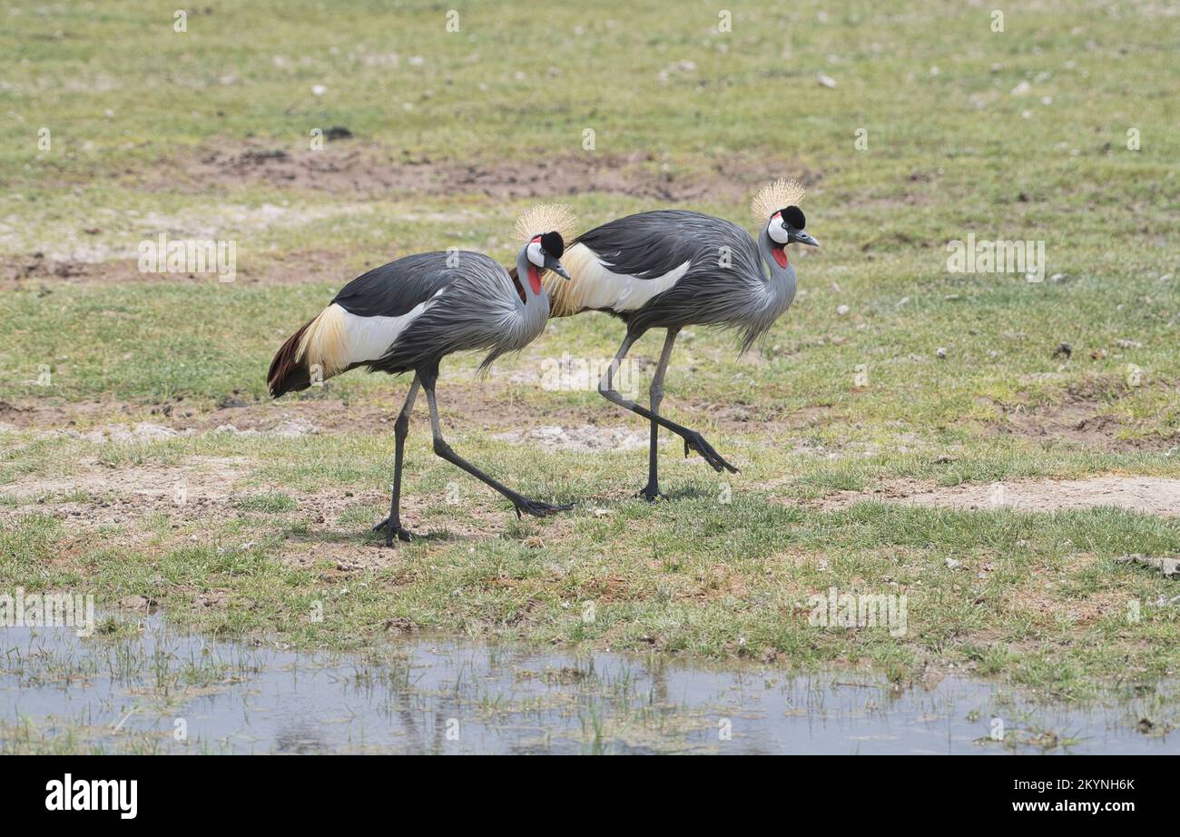 Grey crowned crane (Balearica regulorum), also known as the southern ...