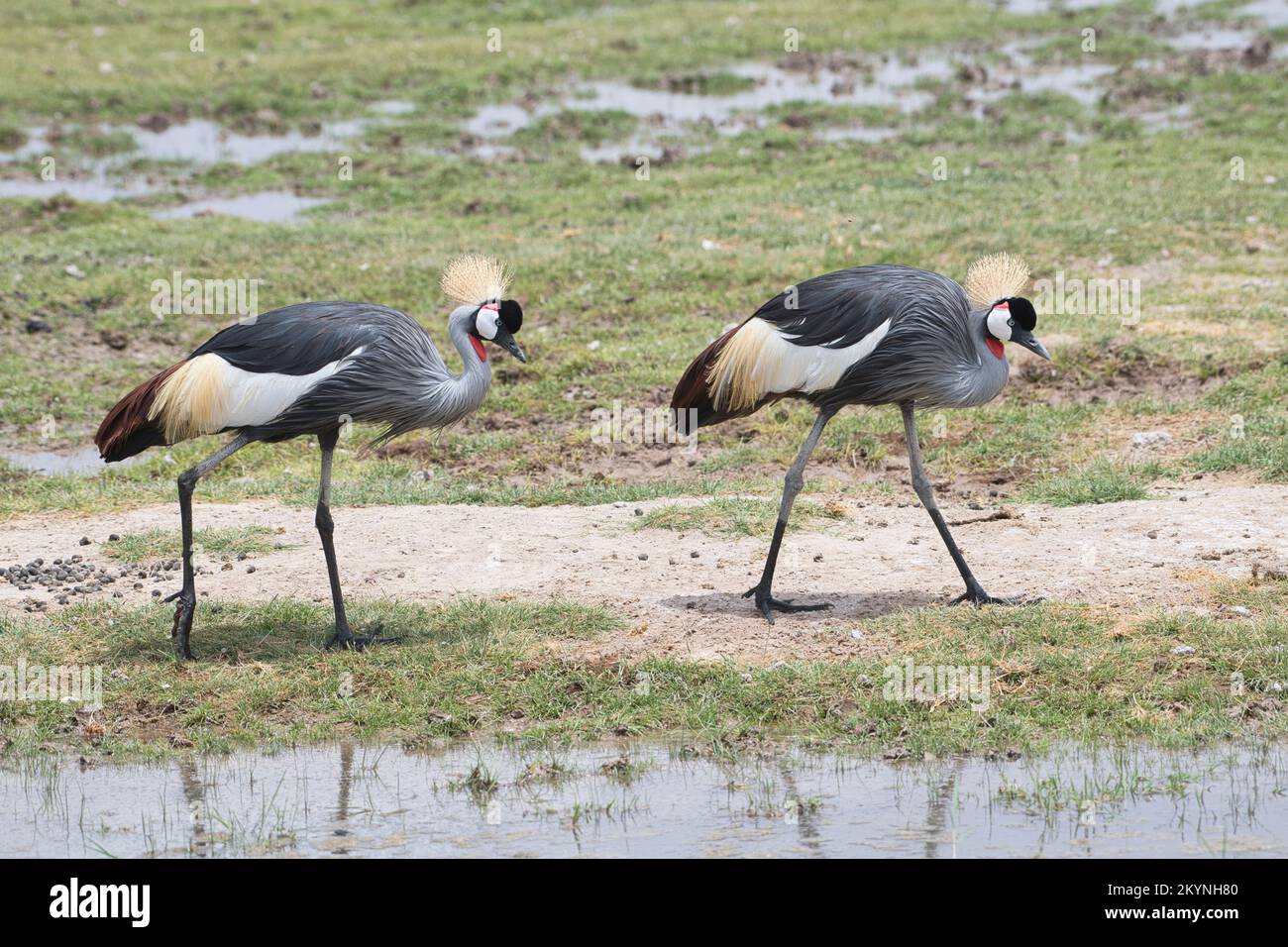 Grey crowned crane (Balearica regulorum), also known as the southern ...