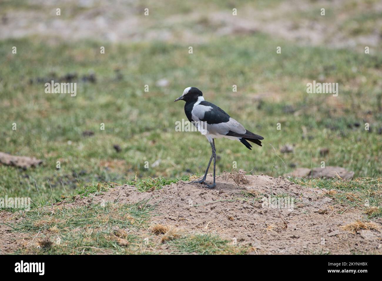 Blacksmith lapwing (Vanellus armatus), also known as the blacksmith ...