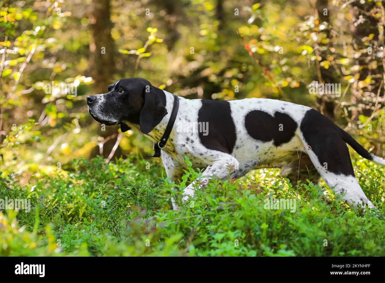 Dog english pointer standing in the wild forest in the summer Stock Photo - Alamy