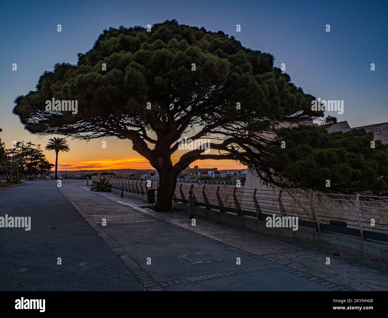 Huge and magnificent Aleppo pine next to the Howard gardens and il-Foss ...