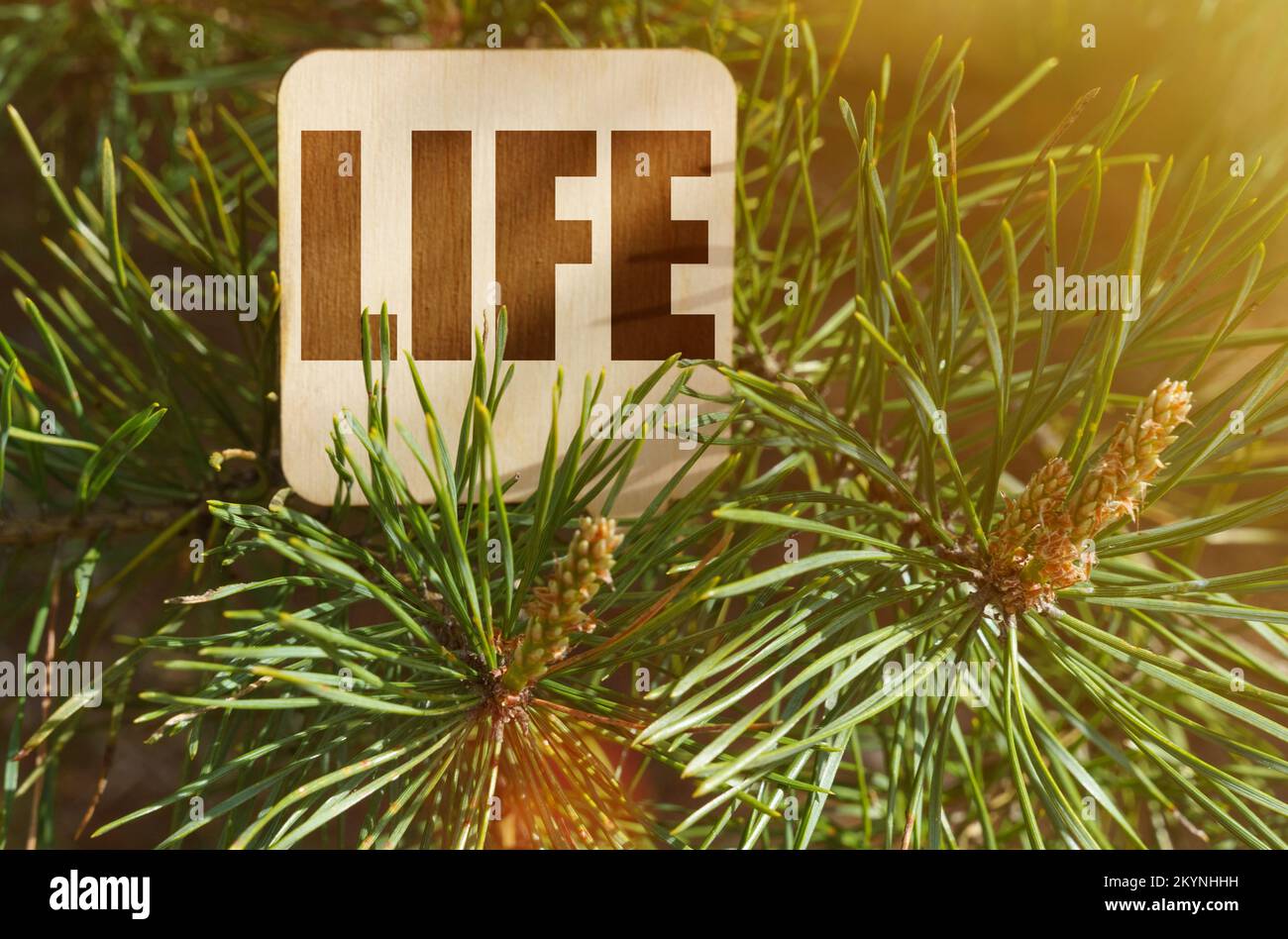 Ecology concept. Among the pine branches is a sign with the inscription ...