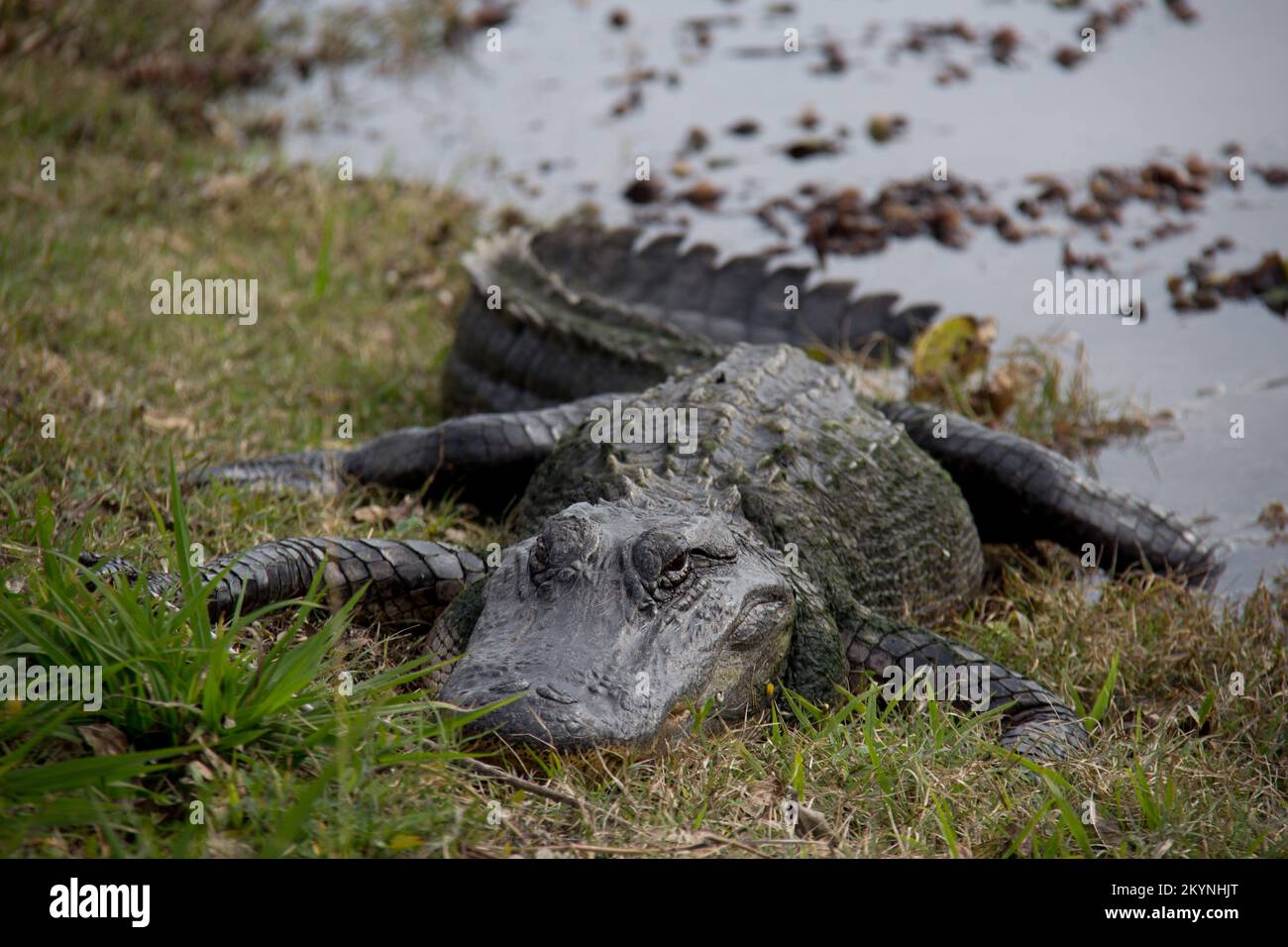 Scenes from Brazos Bend State Park in Texas Stock Photo - Alamy