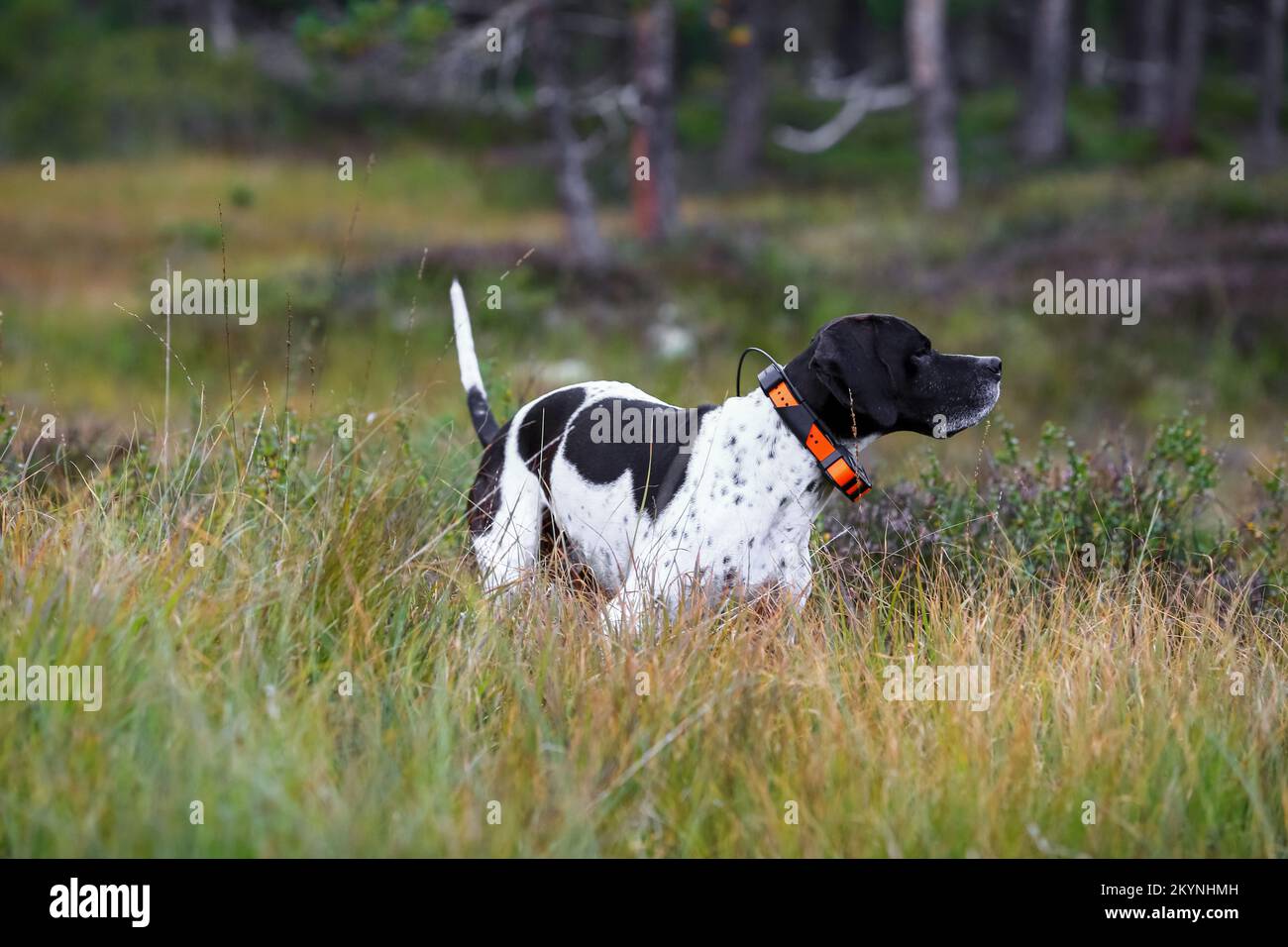 Dog english pointer hunting in the wild forest in the autumn Stock ...