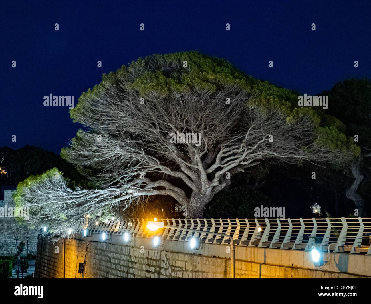 Huge and magnificent Aleppo pine next to the Howard gardens and il-Foss ...