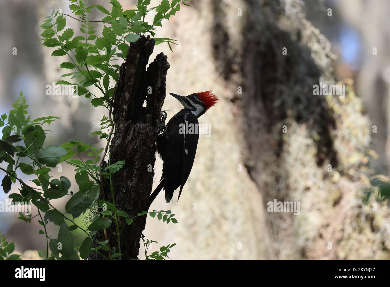 Pileated Woodpecker (Dryocopus pileatus) at the Circle B Bar Reserve ...
