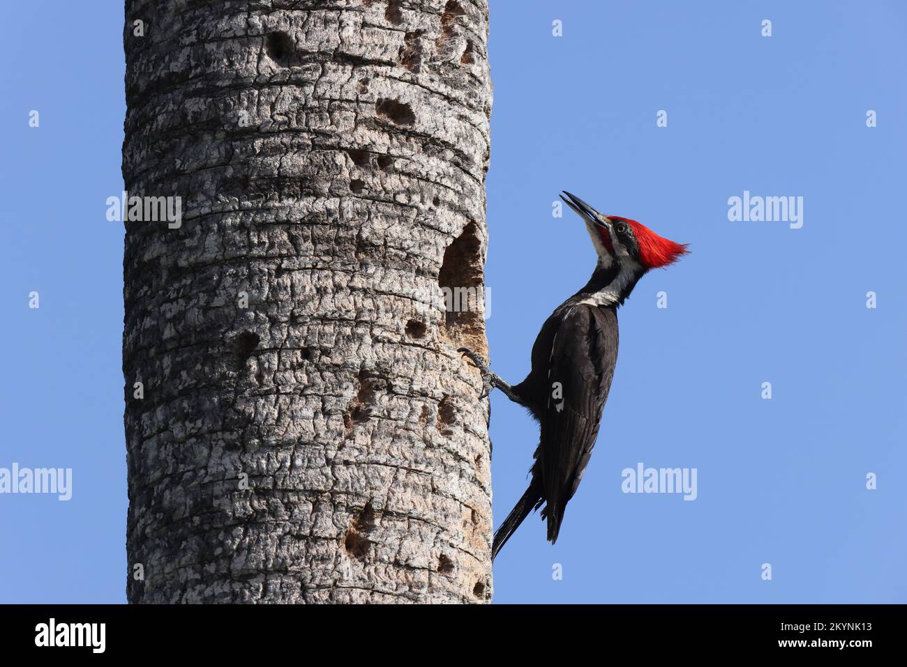 Pileated Woodpecker (Dryocopus pileatus) at the Circle B Bar Reserve ...