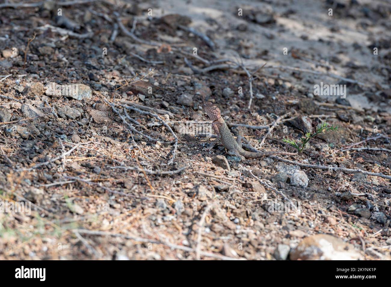 Lizard in his rocky habitat of the Hajar Mountains of the United Arab ...