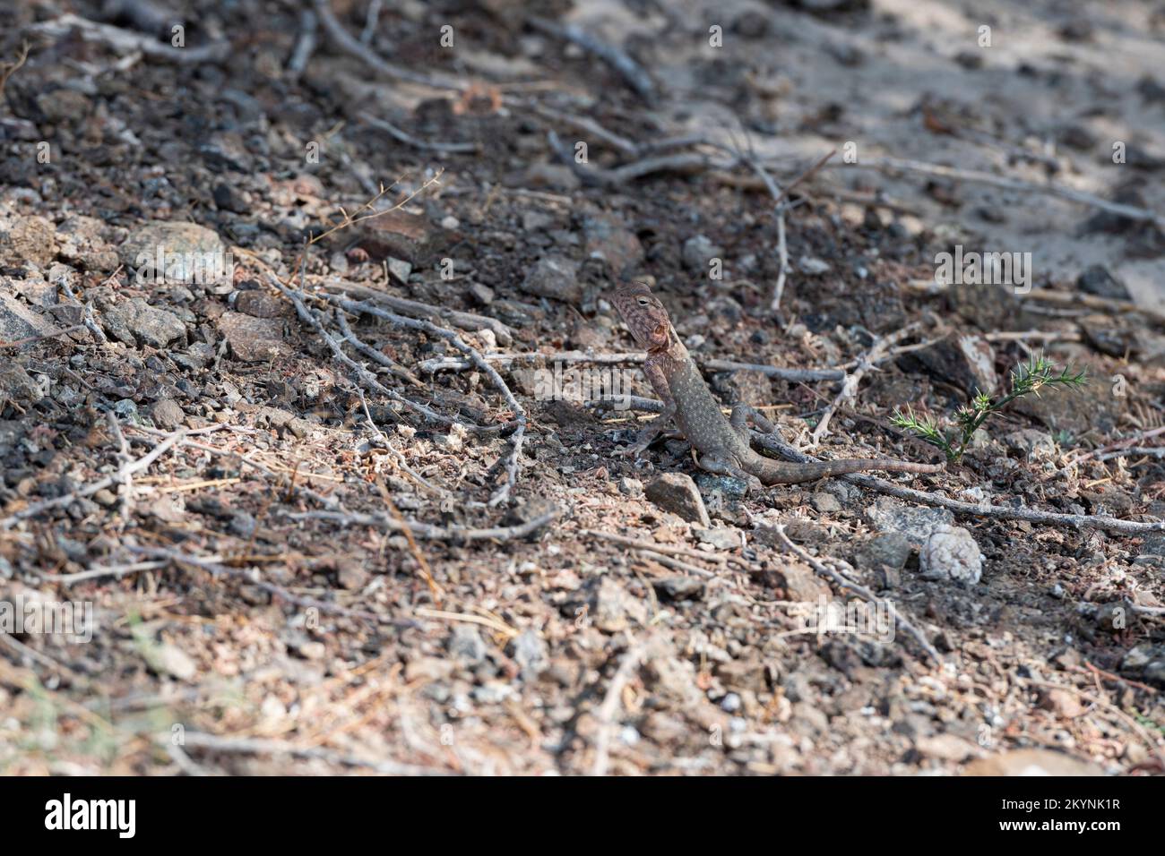 Lizard in his rocky habitat of the Hajar Mountains of the United Arab ...