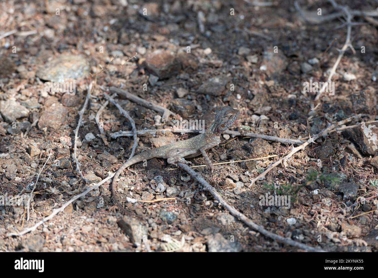 Lizard in his rocky habitat of the Hajar Mountains of the United Arab ...