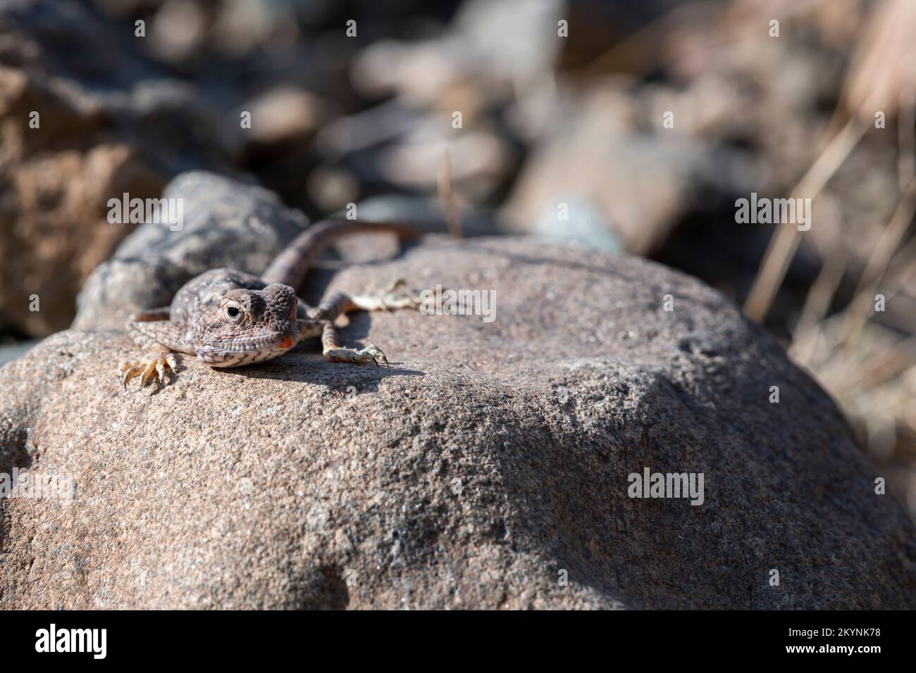 Lizard on a stone nd in his rocky habitat of the Hajar Mountains of the ...