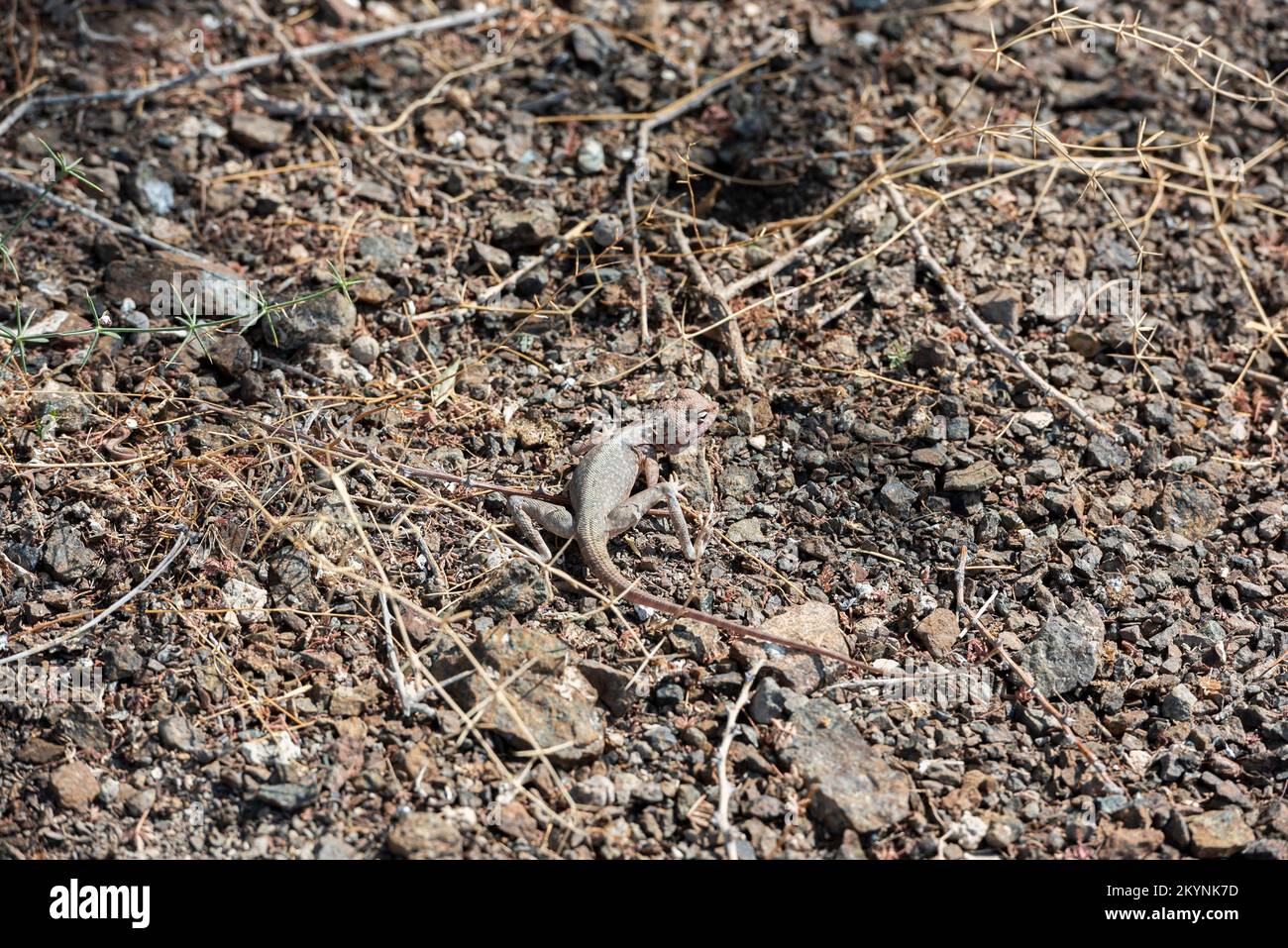 Lizard in his rocky habitat of the Hajar Mountains of the United Arab ...